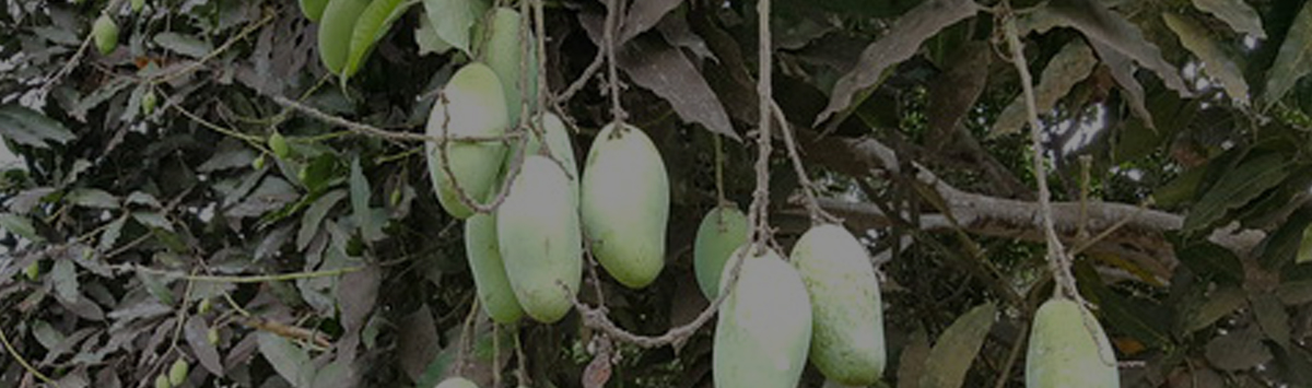 Mmmm . . . It's Mango Season! – North American Baptist Missions